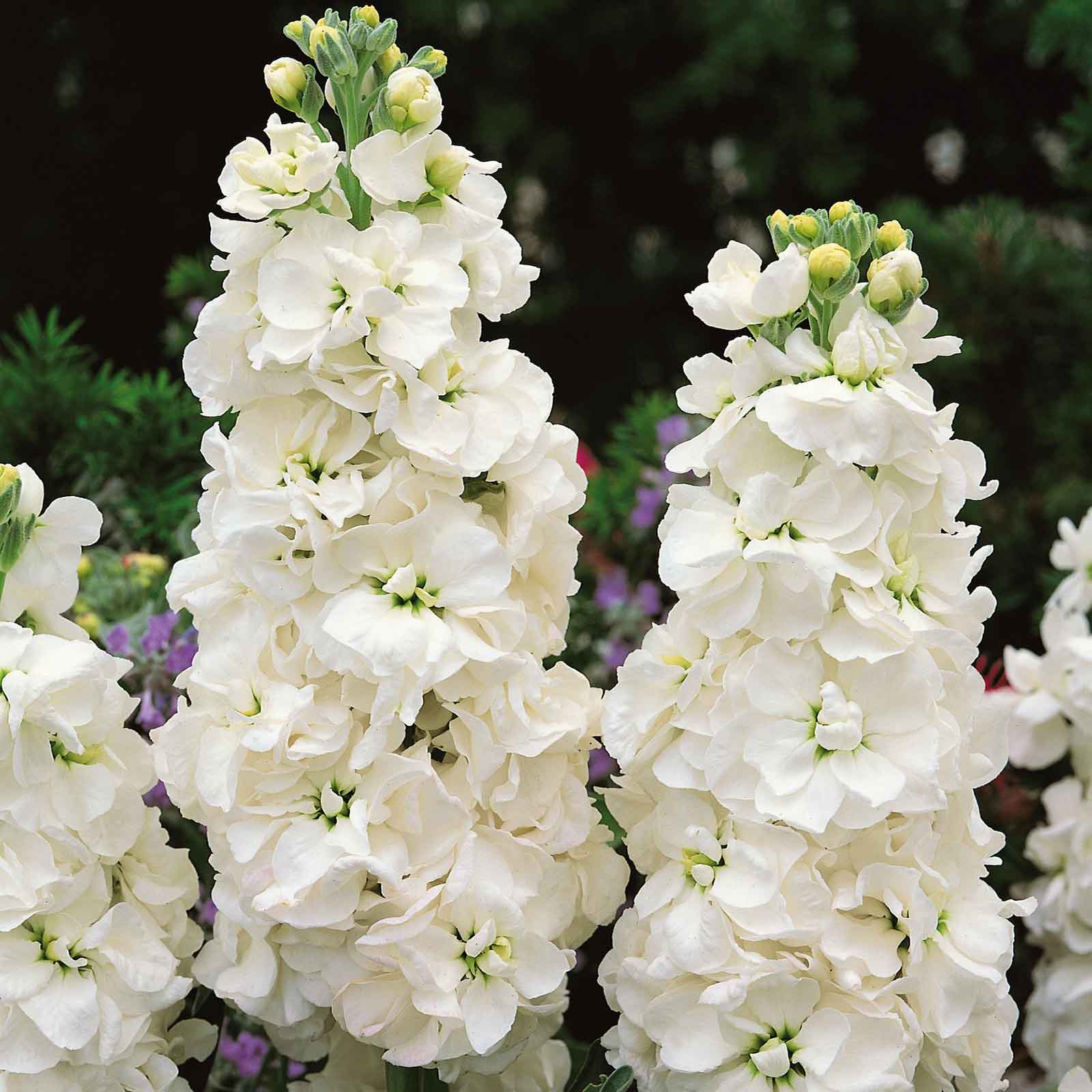 Bulk Stock Seeds – Bulk Wildflowers