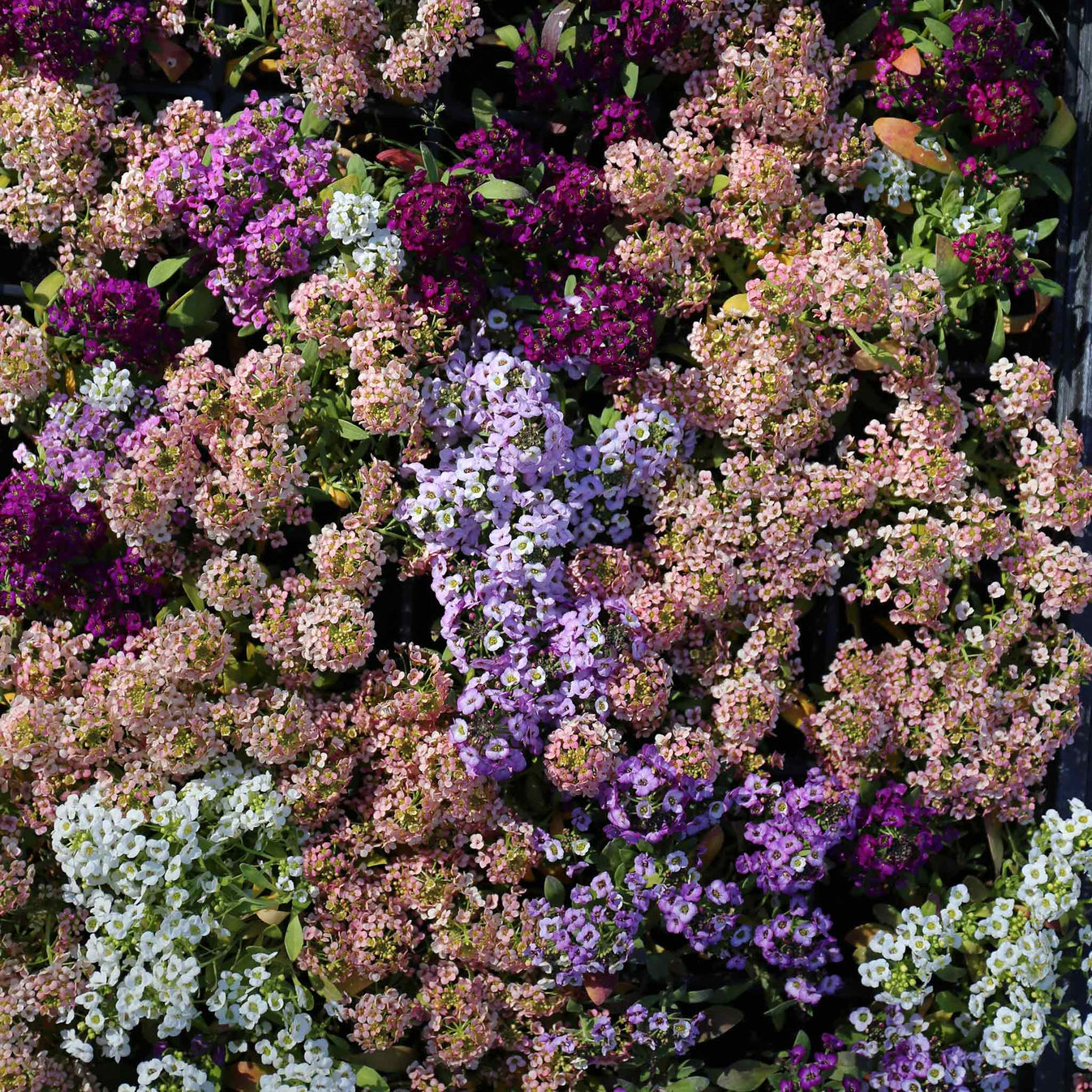 Bulk Alyssum Seeds - Paletta Mix | Bulk Wildflowers