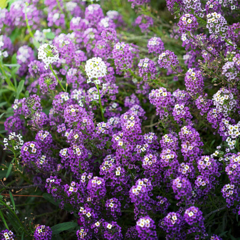 Bulk Alyssum Seeds - Violet Queen | Bulk Wildflowers