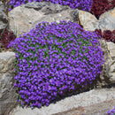Bulk Aubrieta Seeds - Whitewell Gem | Bulk Wildflowers