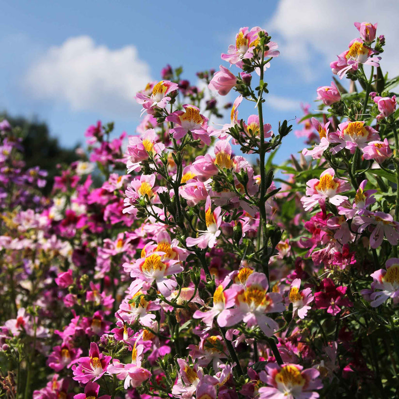 Bulk Butterfly Flower - Angel Wings Mix | Bulk Wildflowers