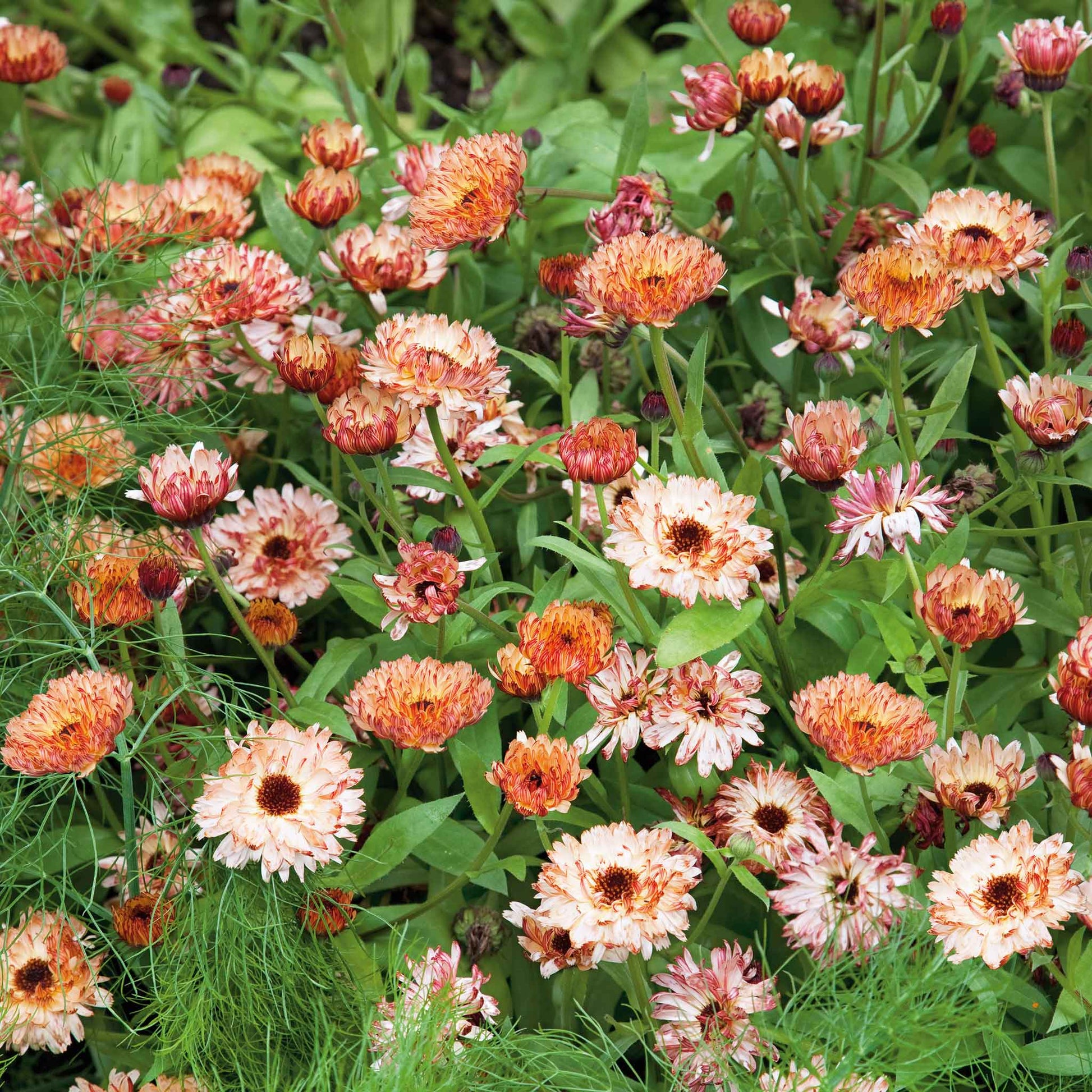 Bulk Calendula Seeds - Sunset Buff | Bulk Wildflowers