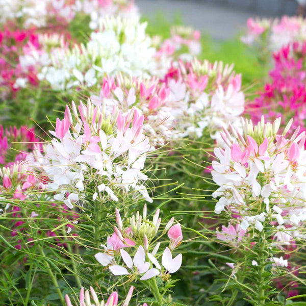 Bulk Cleome Seeds - Sparkler Blush | Bulk Wildflowers