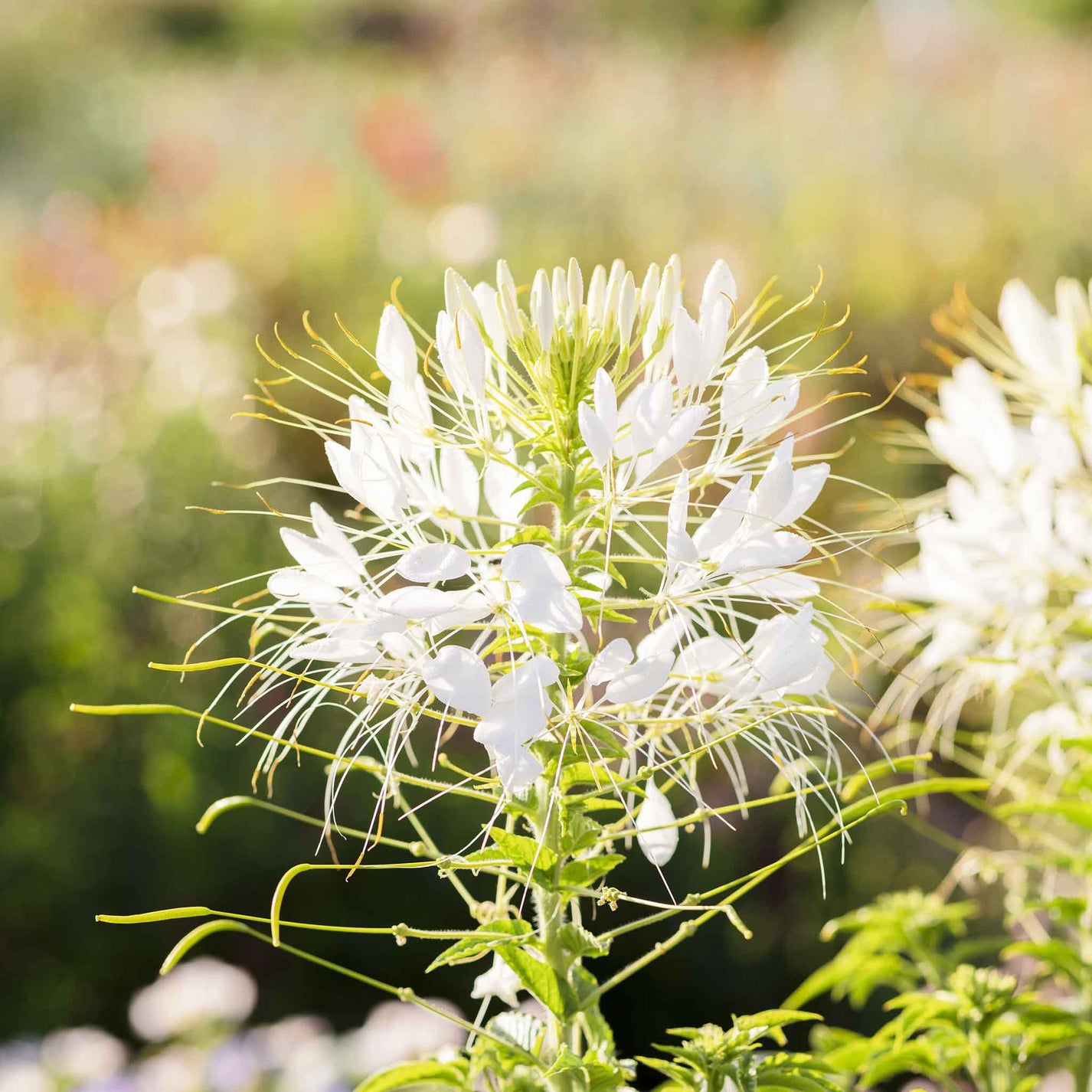 Bulk Cleome Seeds - White Queen | Bulk Wildflowers