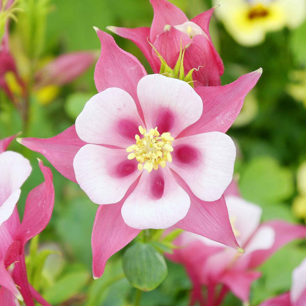 Bulk Columbine Seeds - Rose Star | Bulk Wildflowers