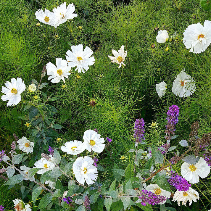 Cosmos Seeds - Cupcake White | Bulk Flower Seeds | Bulk Wildflowers