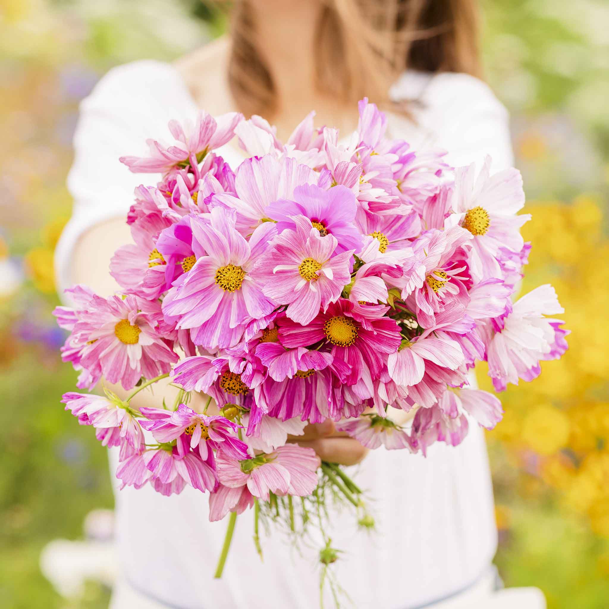 Cosmos Seeds - Rosetta | Bulk Flower Seeds | Bulk Wildflowers
