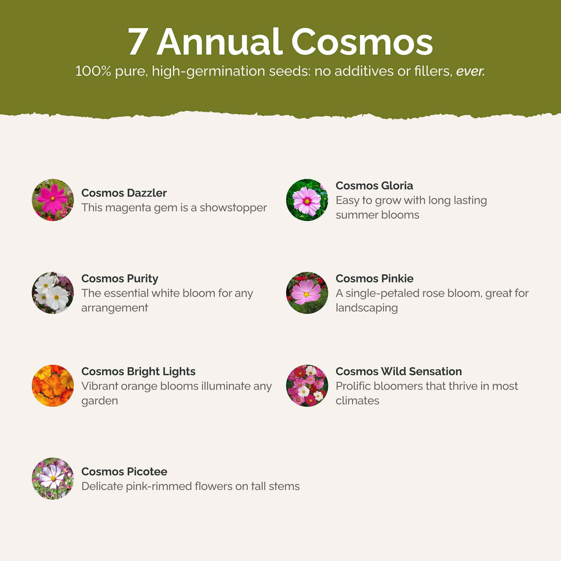 Bulk Cosmos Flower Seed Mix | Bulk Wildflowers