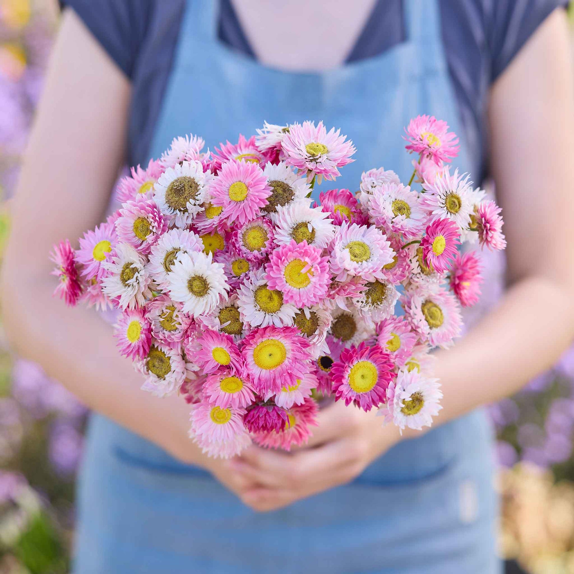 Bulk Daisy Seeds - Giant Flowered Mix | Bulk Wildflowers