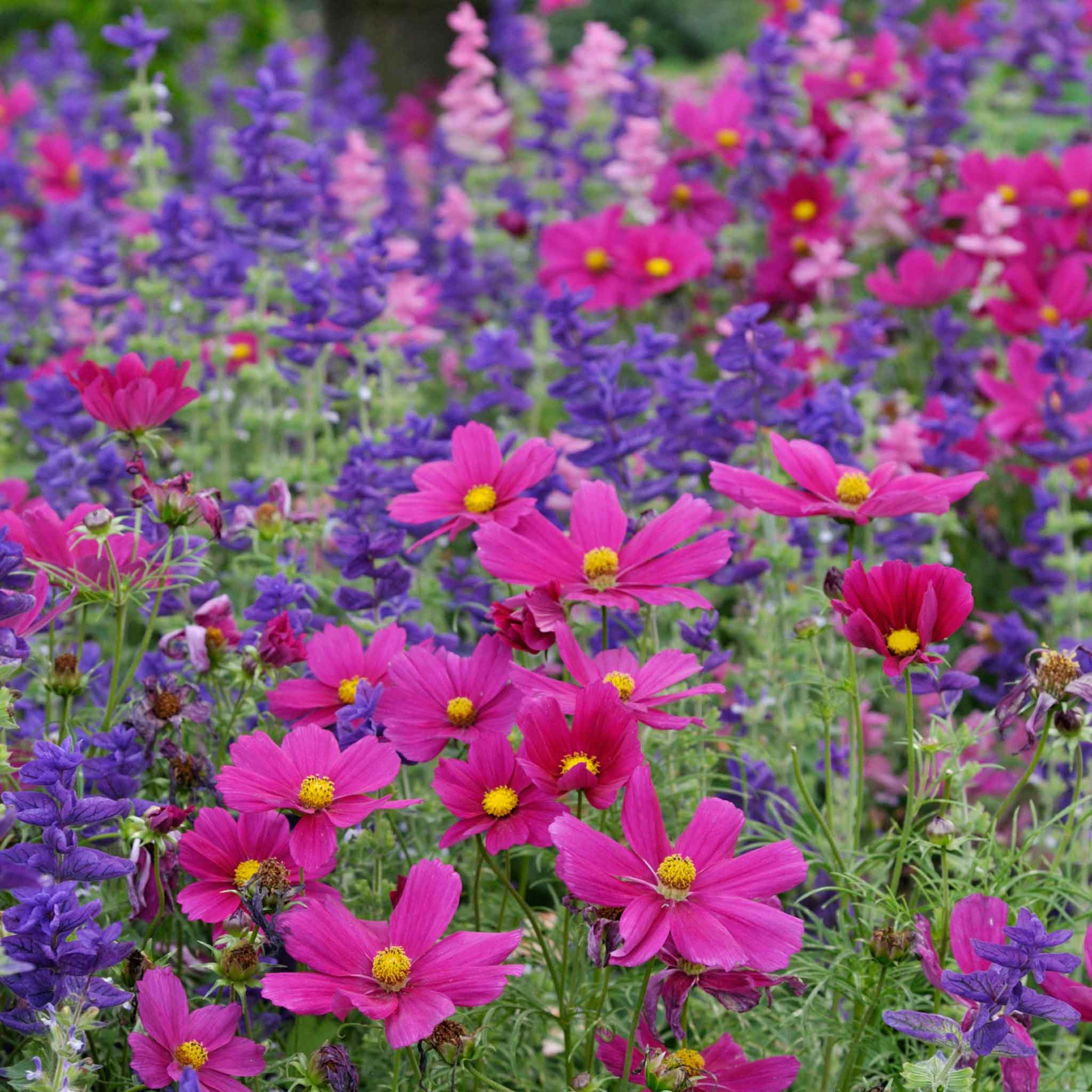 Bulk Farmhouse Garden Flower Seed Mix | Bulk Wildflowers