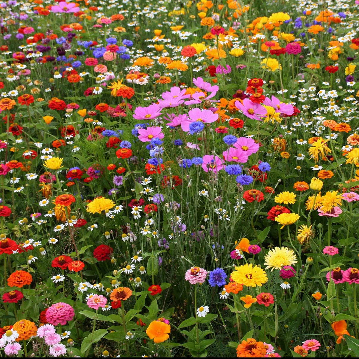 Bulk Field Day Flower Seed Mix | Bulk Wildflowers