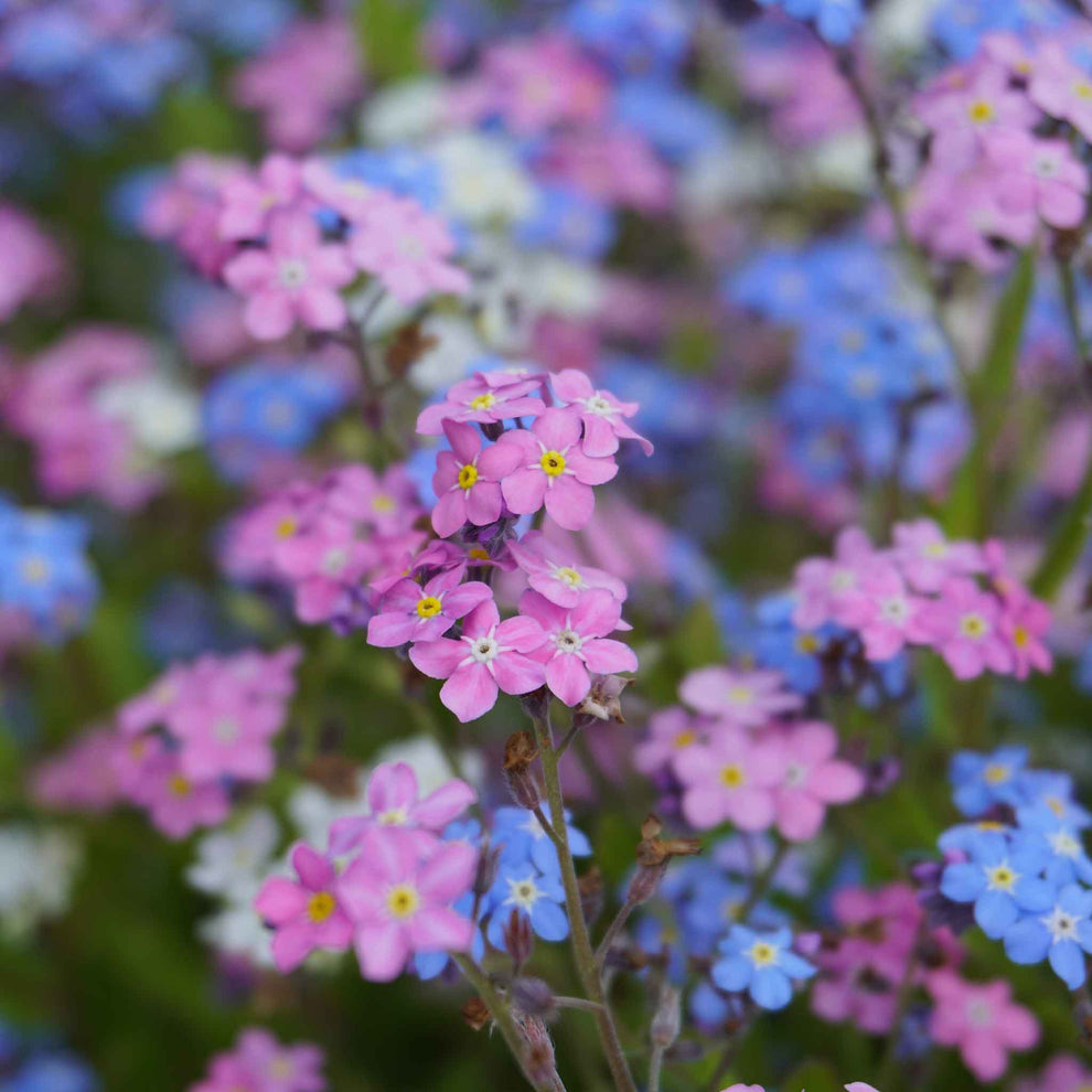 Bulk Forget Me Not Seeds - Mixed Colors | Bulk Wildflowers