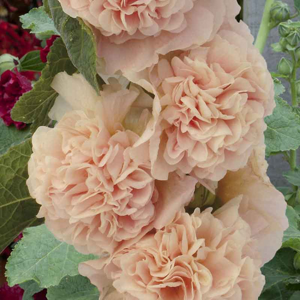 Bulk Hollyhock Seeds - Chater Chamois Rose | Bulk Wildflowers