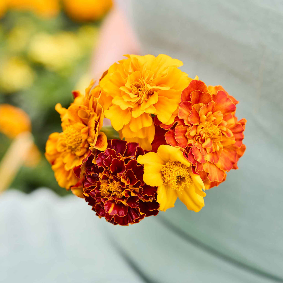 Bulk Marigold Seeds | Buy in Bulk – Bulk Wildflowers