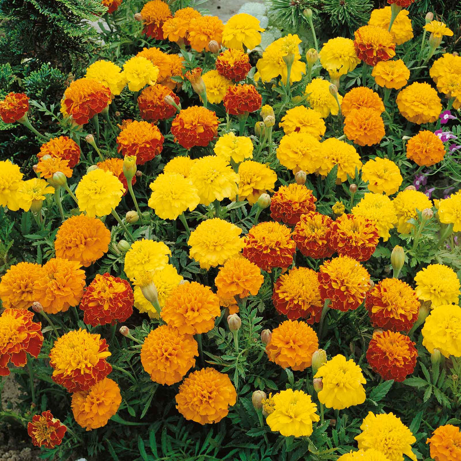 Bulk Marigold Seeds | Buy in Bulk – Bulk Wildflowers
