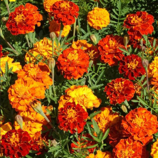Bulk Marigold Seeds | Buy in Bulk – Page 2 – Bulk Wildflowers