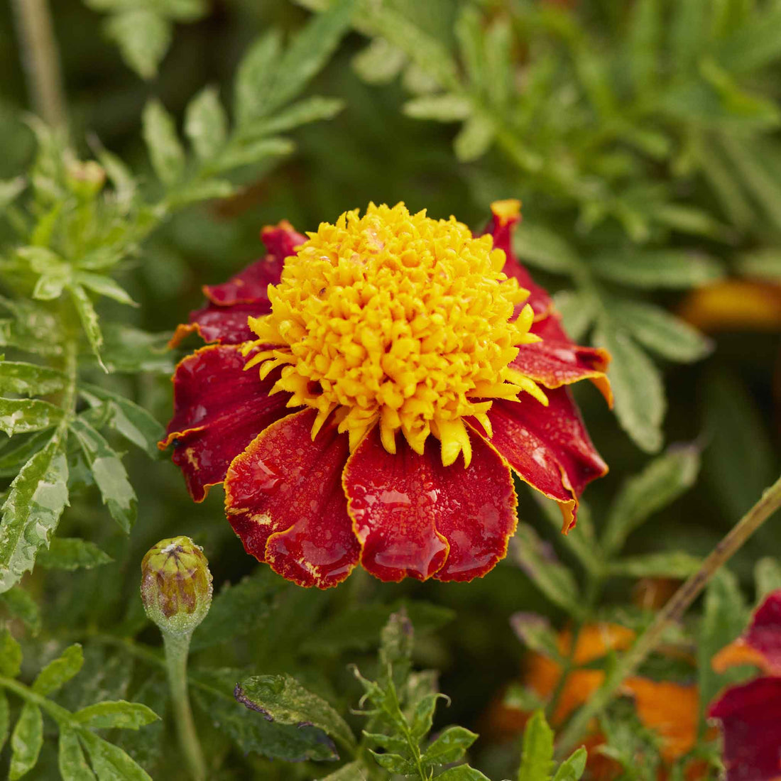 Bulk French Marigold Seeds - Tiger Eyes | Bulk Wildflowers