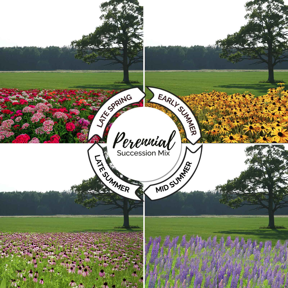 Bulk Perennial Succession Mix | Bulk Wildflowers