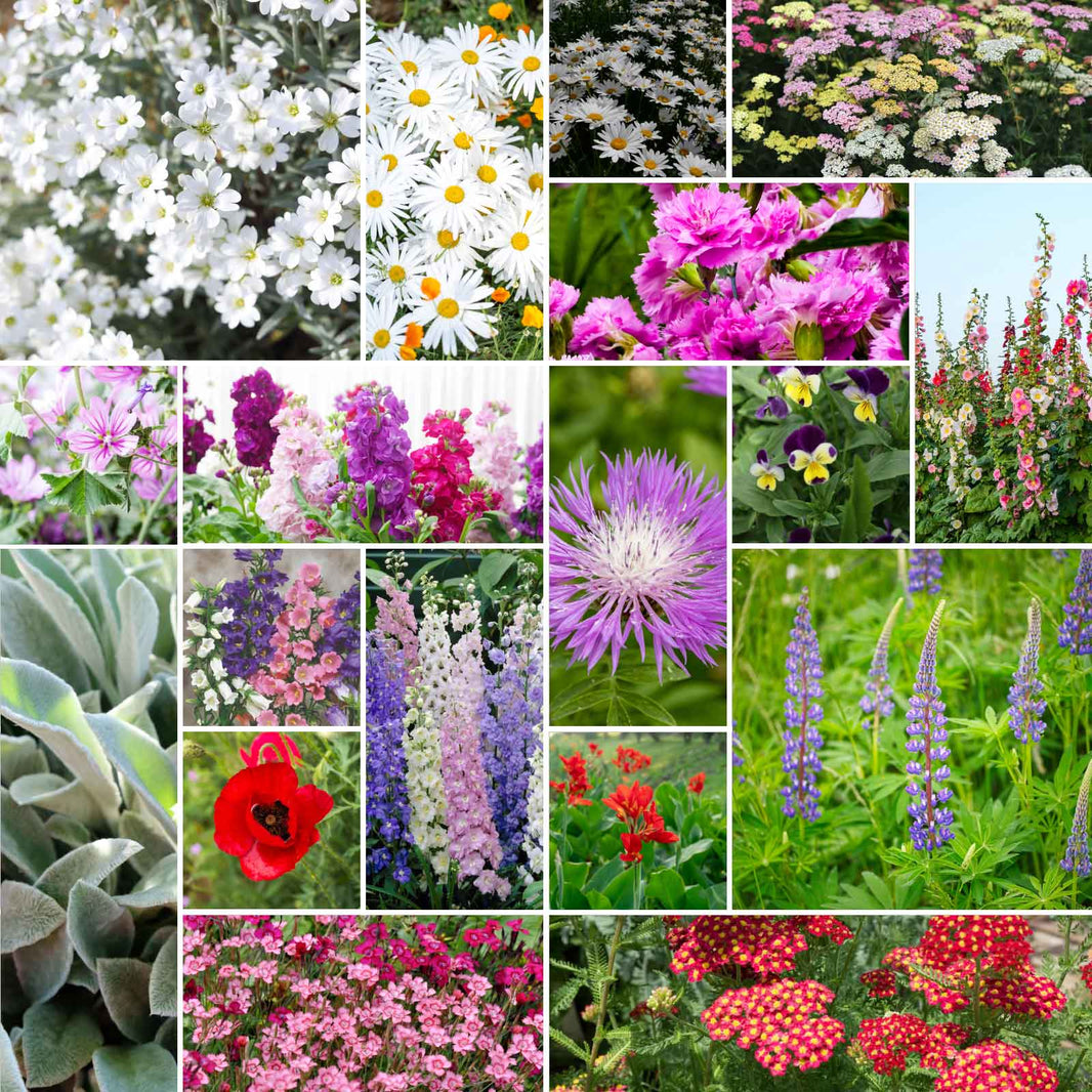 Perennial Wildflower Seed Mixes | Buy in Bulk – Bulk Wildflowers