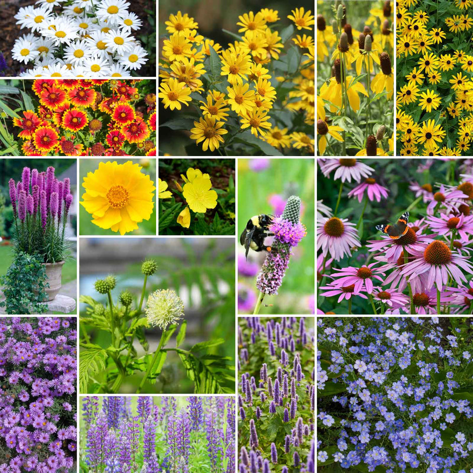 Perennial Wildflower Seed Mixes | Buy in Bulk – Bulk Wildflowers