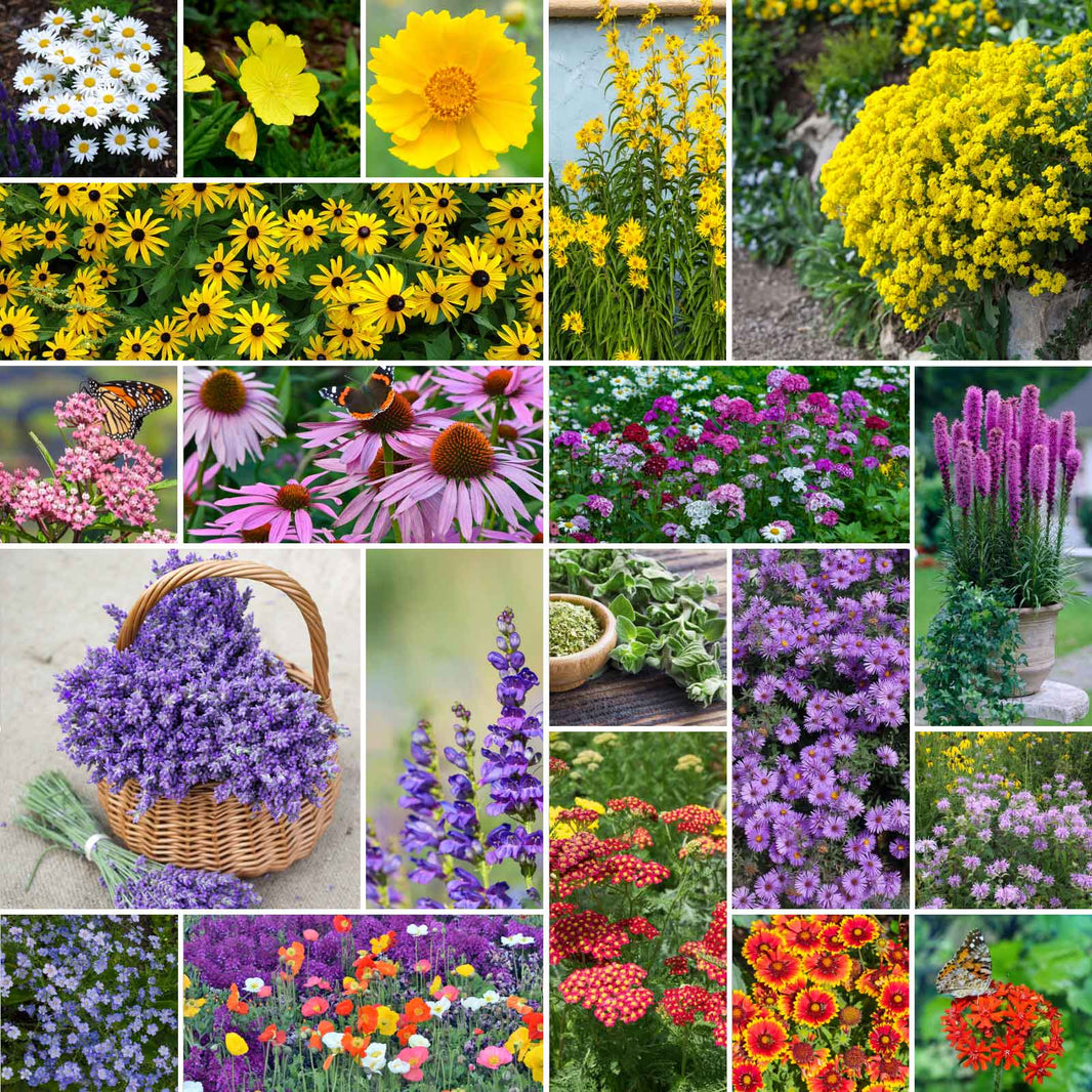 Perennial Wildflower Seed Mixes | Buy in Bulk – Bulk Wildflowers