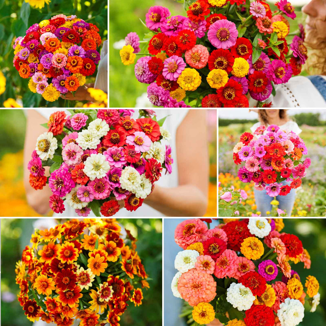 Bulk Zinnia Seeds | Buy in Bulk – Bulk Wildflowers