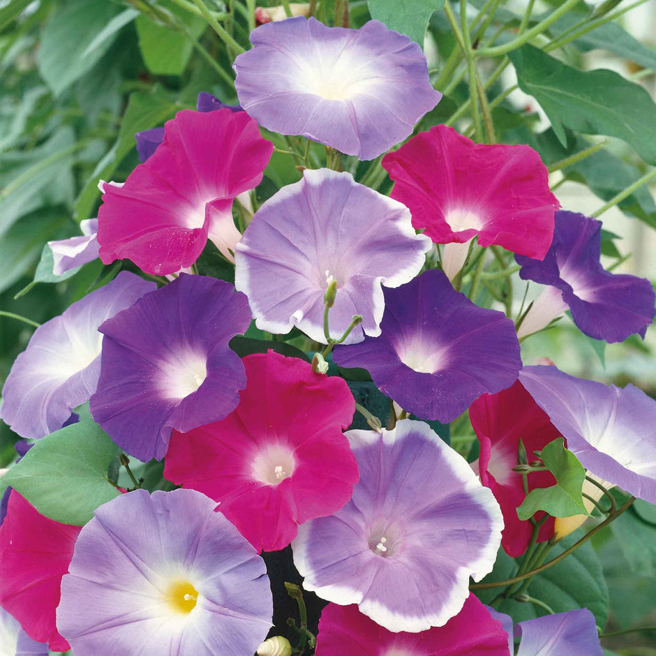 Morning Glory Seeds | Buy in Bulk – Bulk Wildflowers