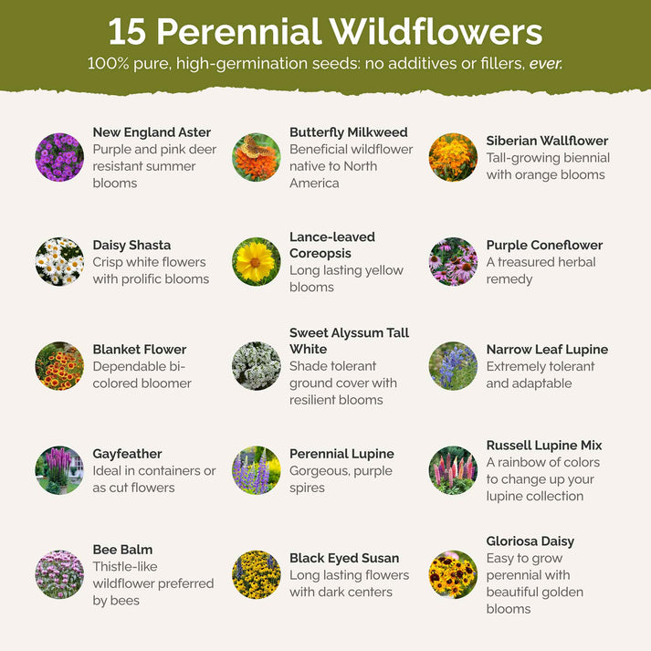 Bulk Northeast All Perennial Wildflower Seed Mix | Bulk Wildflowers