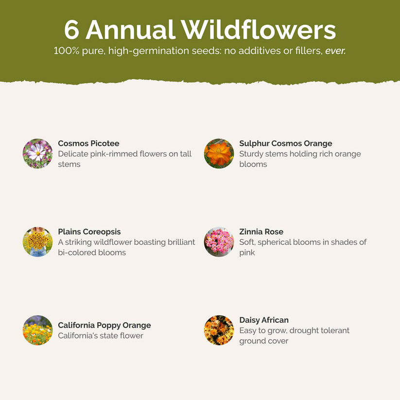 Bulk Orange Sherbet Flower Seed Mix | Bulk Wildflowers