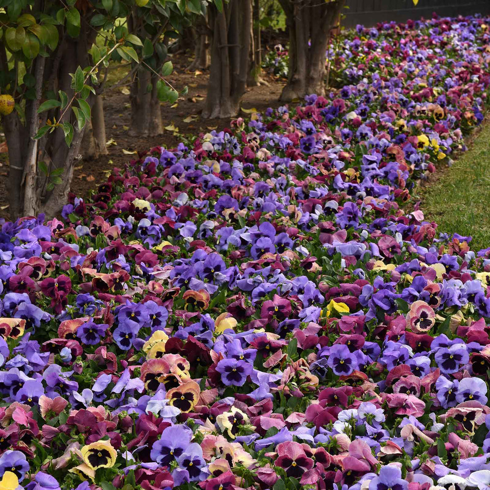 Bulk Pansy Seeds - Matrix Costal Sunrise Mix | Bulk Flower Seeds | Bulk ...