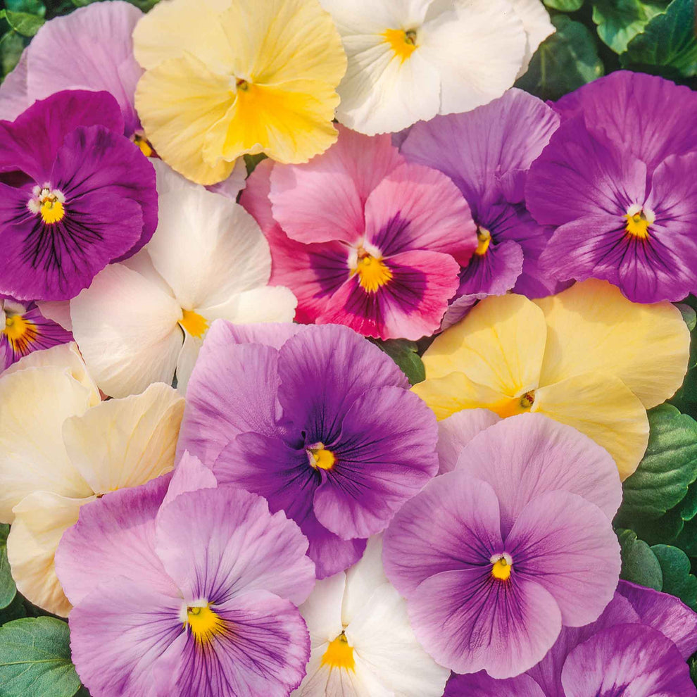 Pansy Seeds - Pastel Mix | Flower Seeds | Bulk Wildflowers