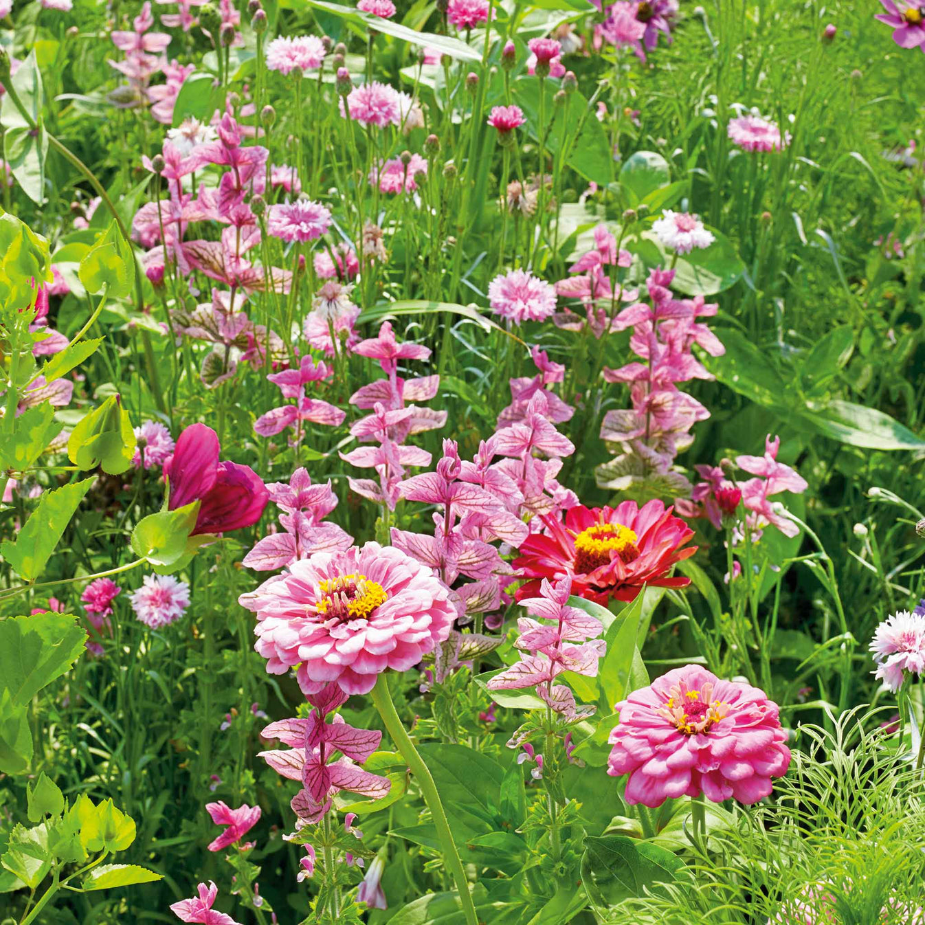 Bulk Pink Perfection Flower Seed Mix | Bulk Wildflowers