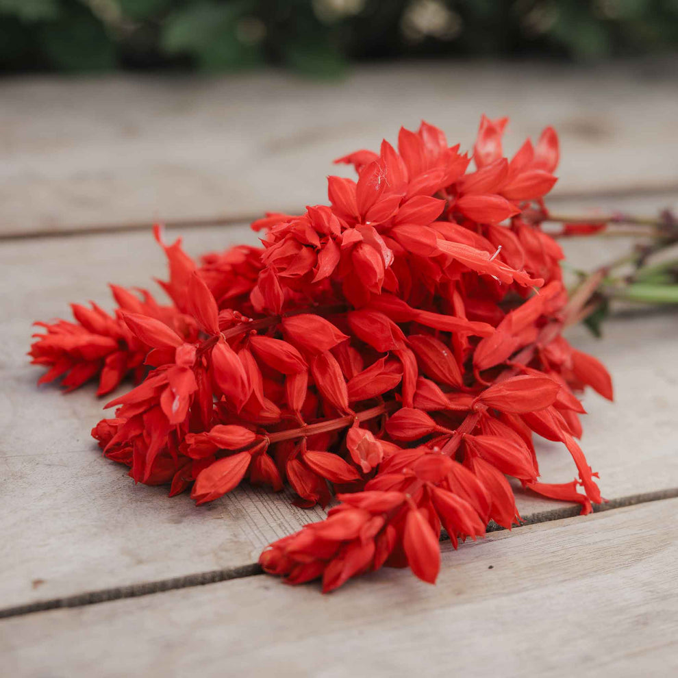 Bulk Sage Seeds - Blaze of Fire | Bulk Wildflowers