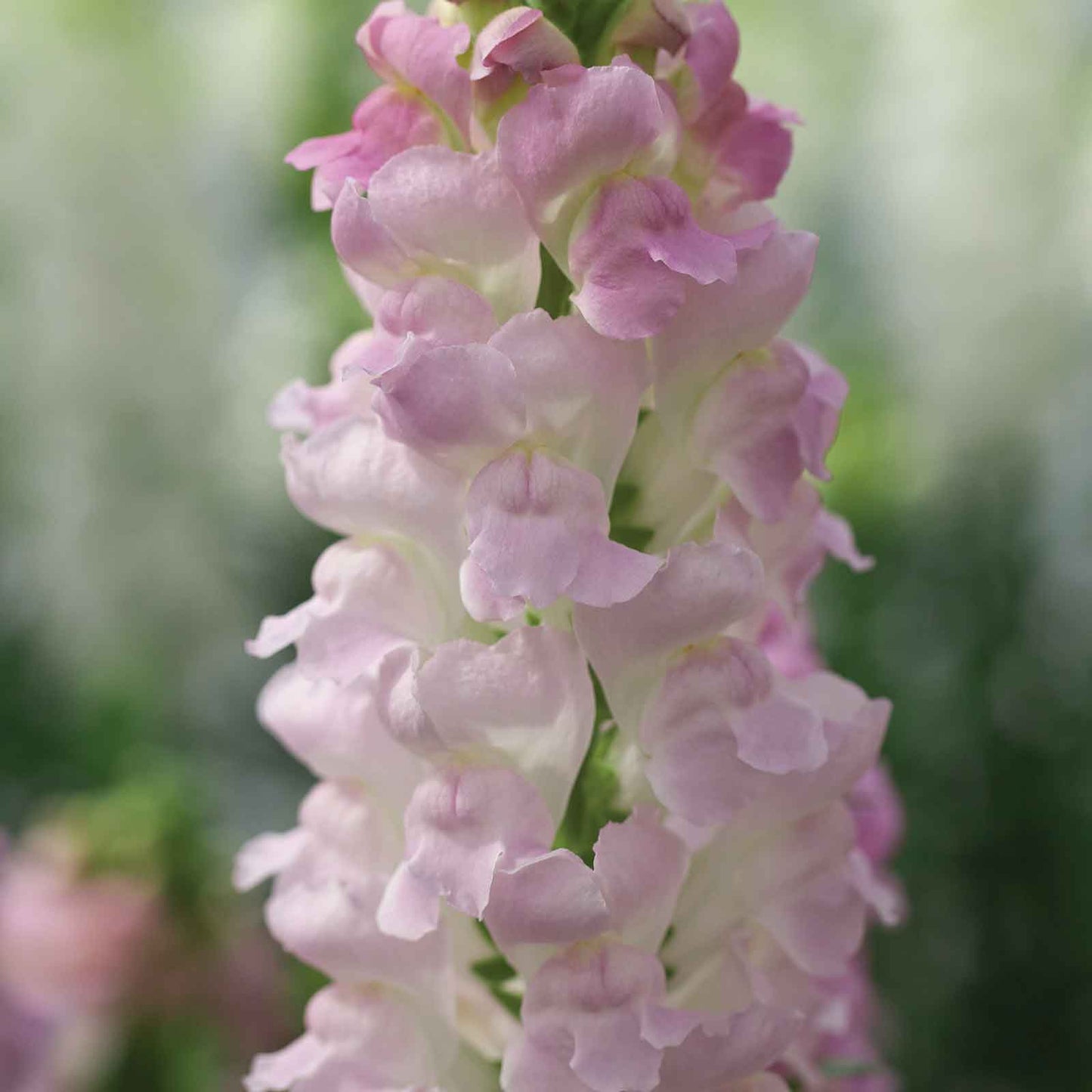 Bulk Snapdragon Seeds - Legend Light Pink | Bulk Wildflowers