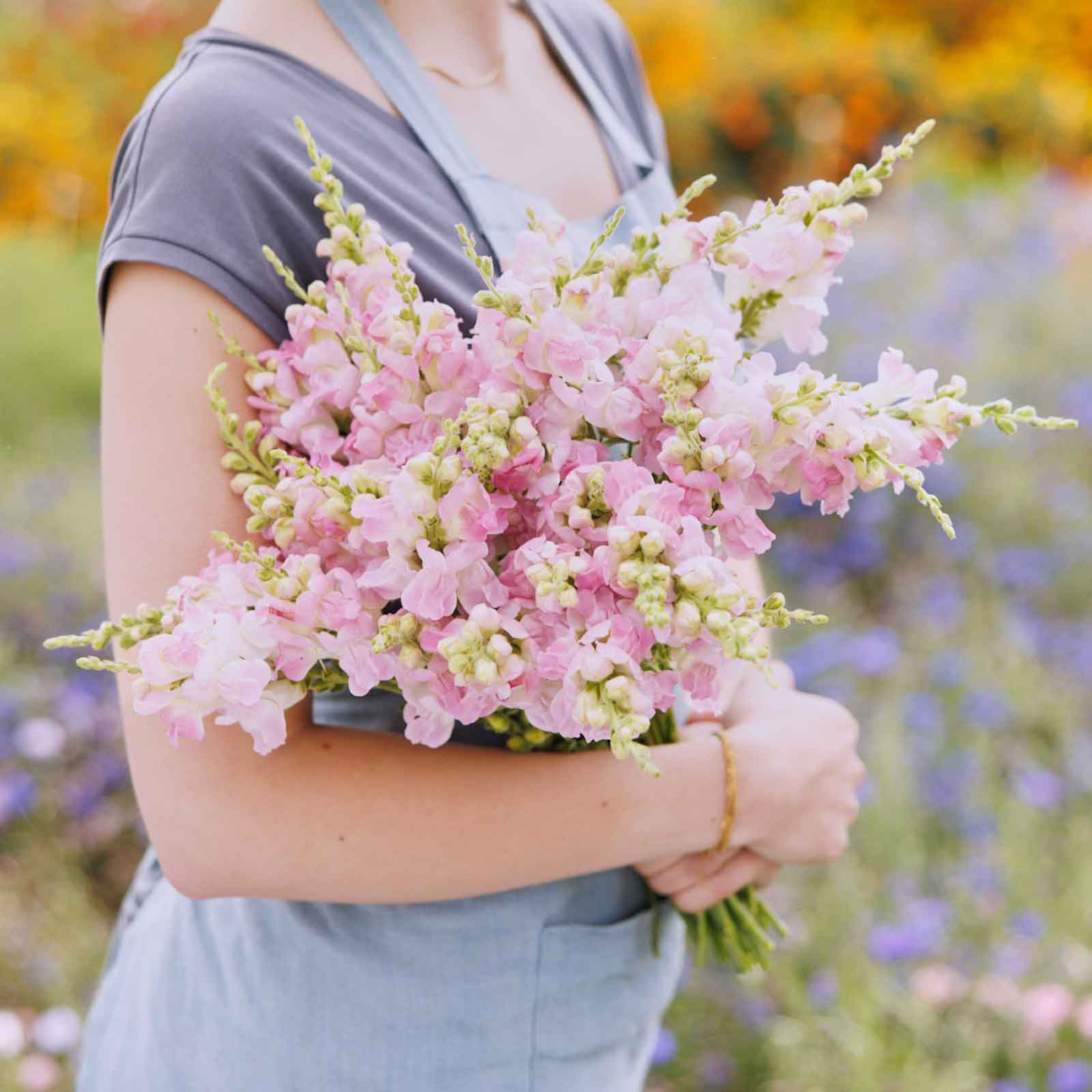 Bulk Snapdragon Seeds - Legend Light Pink | Bulk Wildflowers