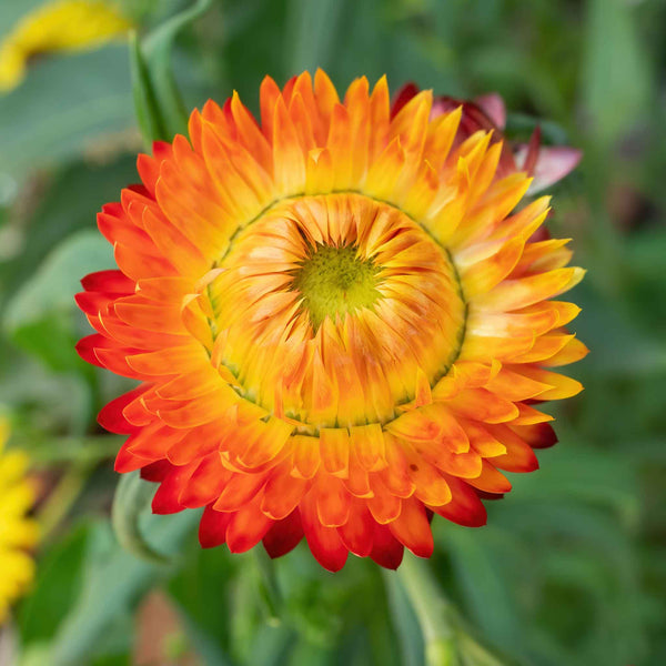 Bulk Strawflower Seeds - King Size Orange | Bulk Wildflowers