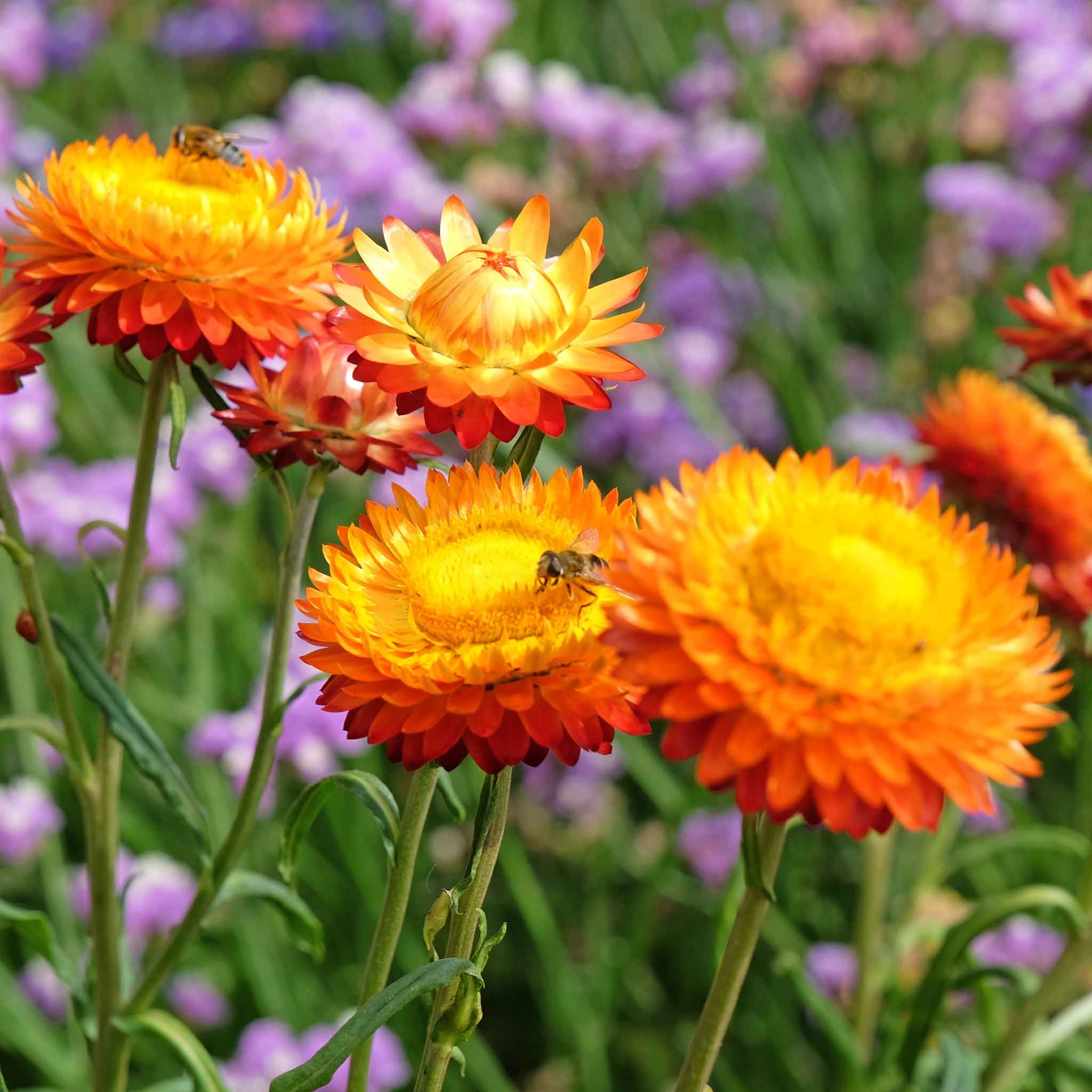 Bulk Strawflower Seeds - King Size Orange | Bulk Wildflowers