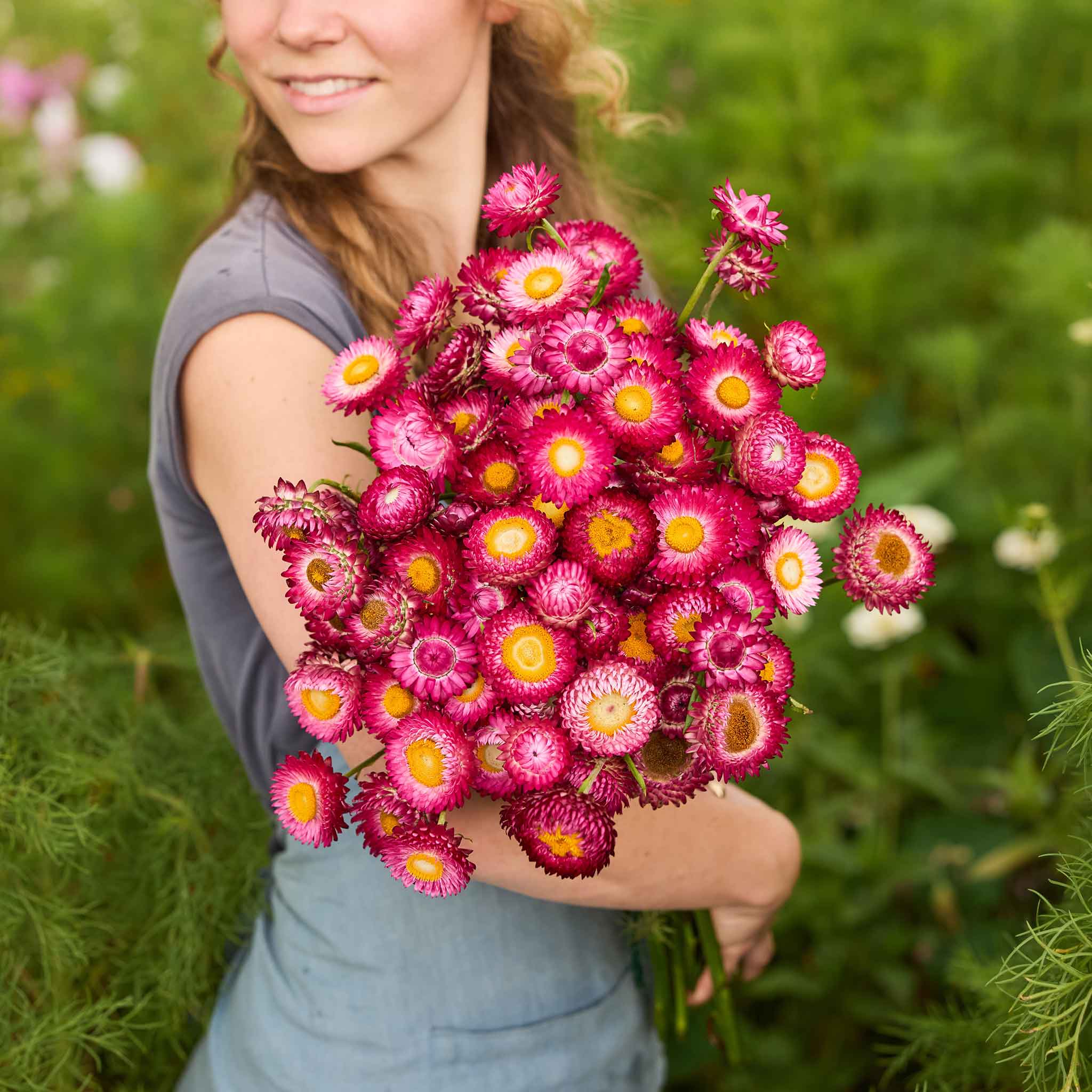 Bulk Strawflower Seeds - Purple Red | Bulk Wildflowers