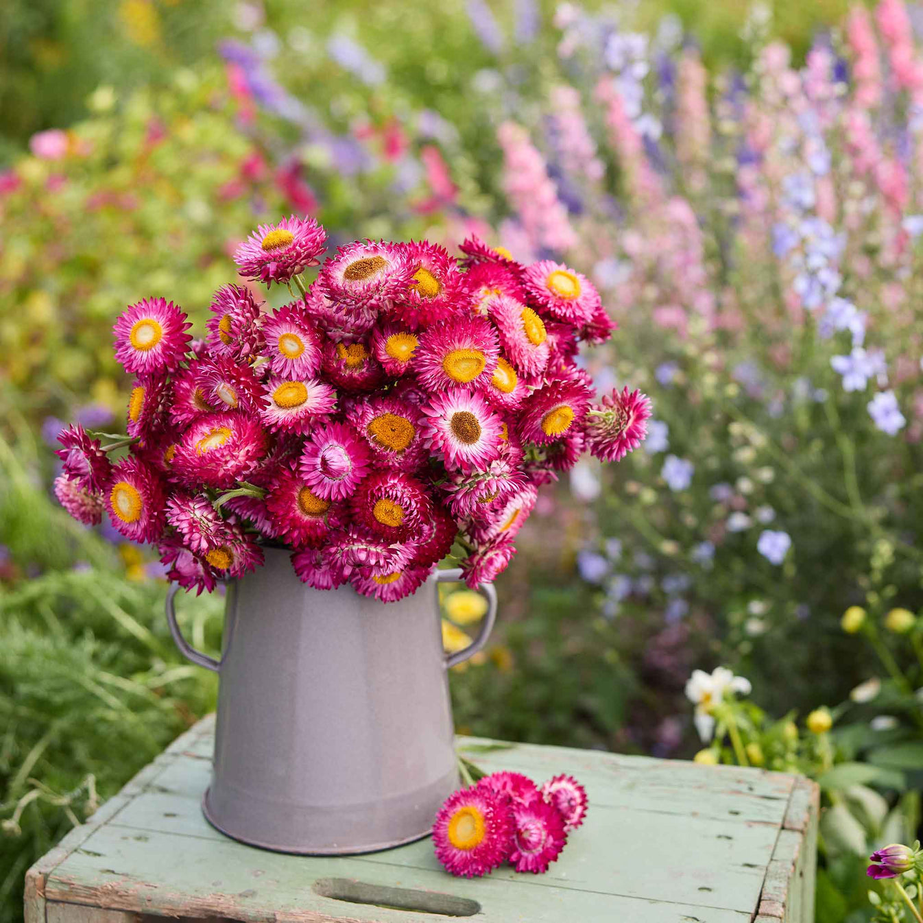 Bulk Strawflower Seeds - Purple Red | Bulk Wildflowers