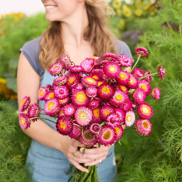 Bulk Strawflower Seeds - Purple Red | Bulk Wildflowers