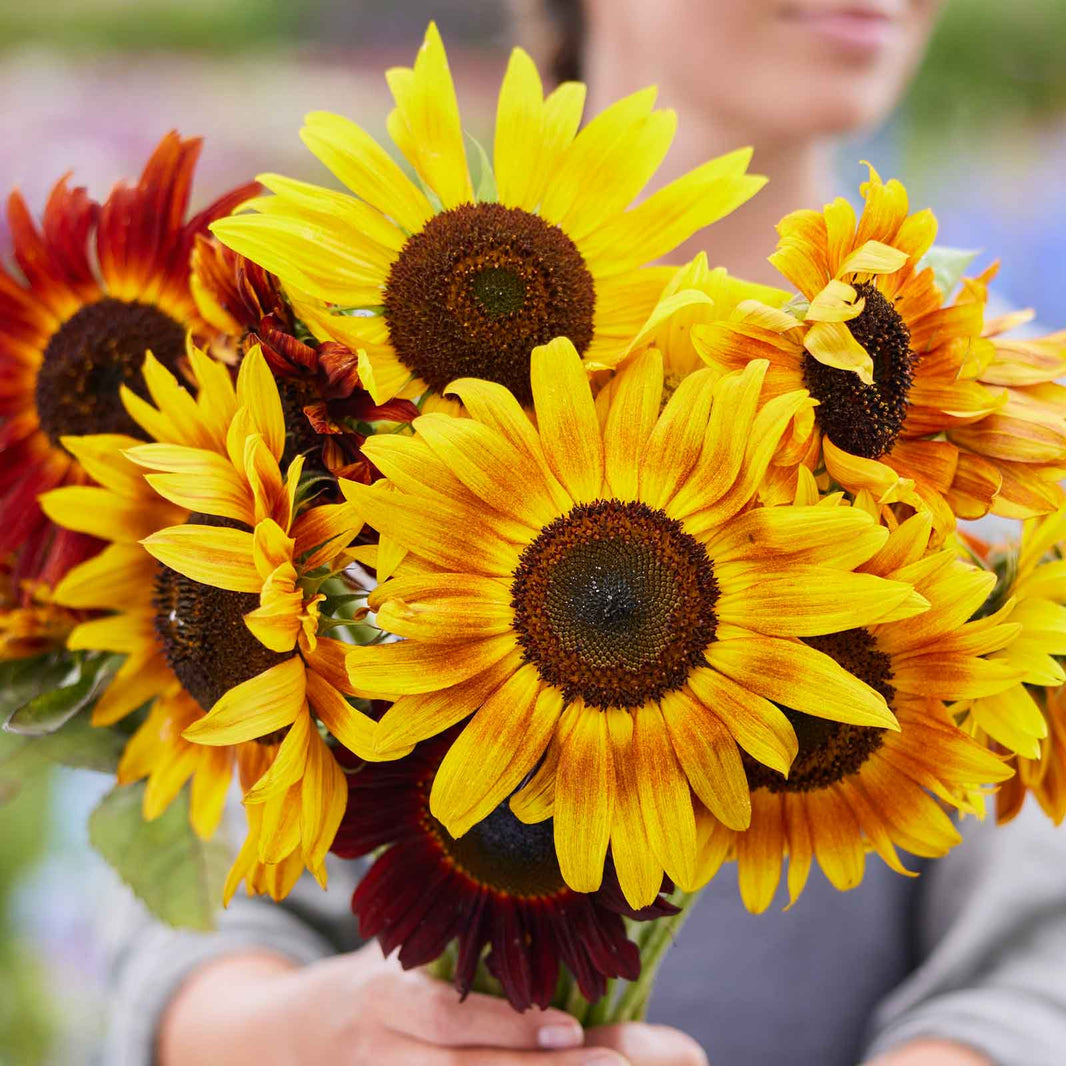 Bulk Sunflower Seeds | Buy in Bulk – Bulk Wildflowers