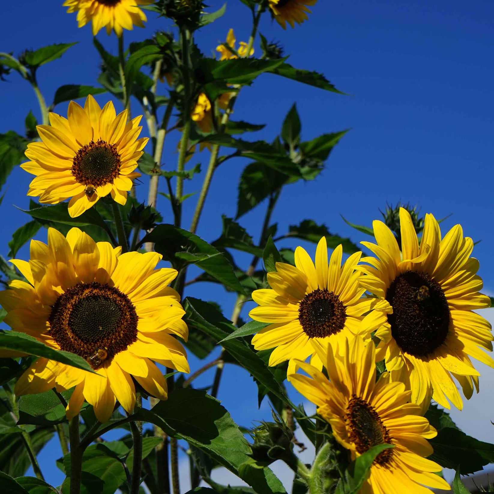 Bulk Sunflower Seeds - Henry Wilde | Bulk Wildflowers