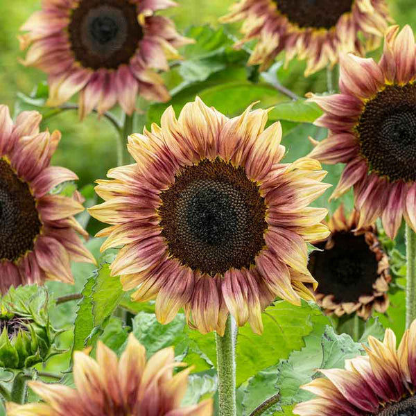 Sunflower Pro-Cut Plum | Bulk Flower Seeds | Bulk Wildflowers