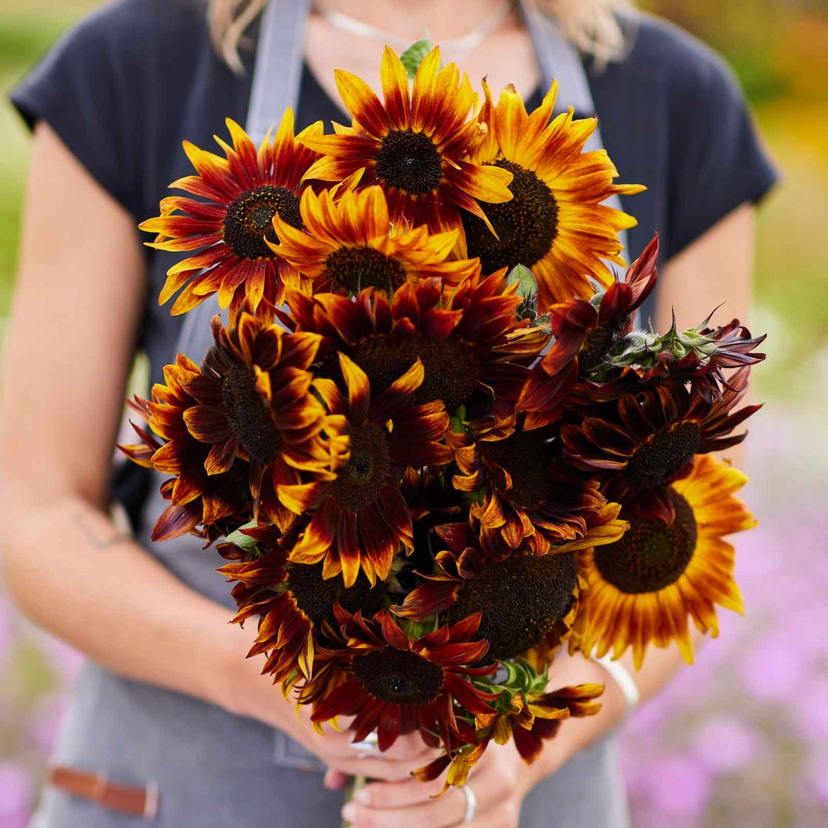 Bulk Sunflower Seeds - Red Sun | Bulk Wildflowers