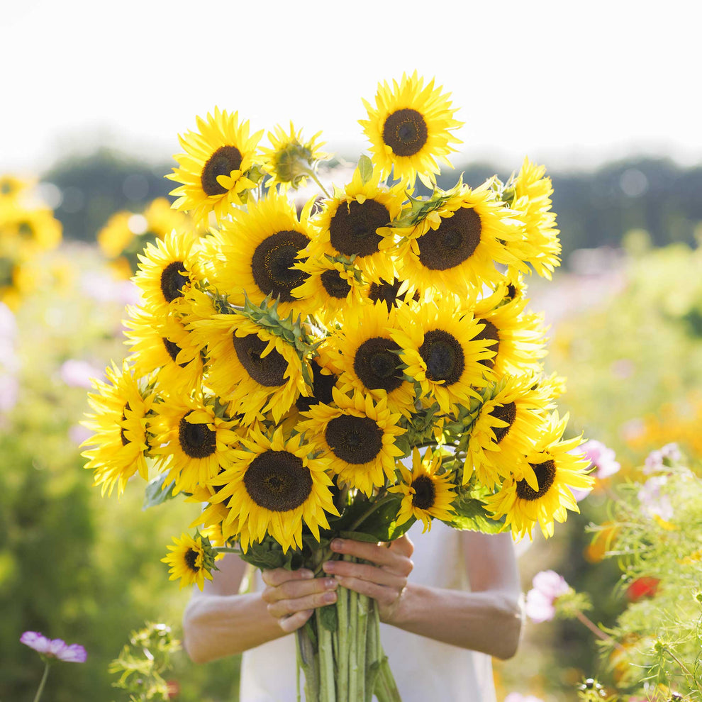 Bulk Sunflower Seeds - Topolino | Bulk Wildflowers
