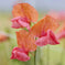Bulk Sweet Pea Seeds - Prince of Orange | Bulk Wildflowers