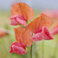 Bulk Sweet Pea Seeds - Prince of Orange | Bulk Wildflowers