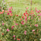 Bulk Sweet Pea Seeds - Prince of Orange | Bulk Wildflowers