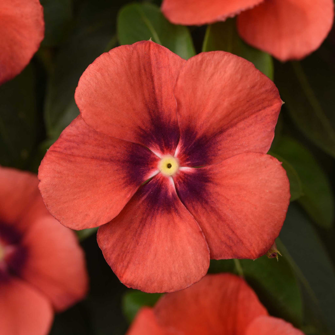 Bulk Vinca Seeds | Buy in Bulk – Bulk Wildflowers