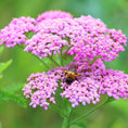 Bulk Yarrow Seeds - Cerise Queen | Bulk Wildflowers